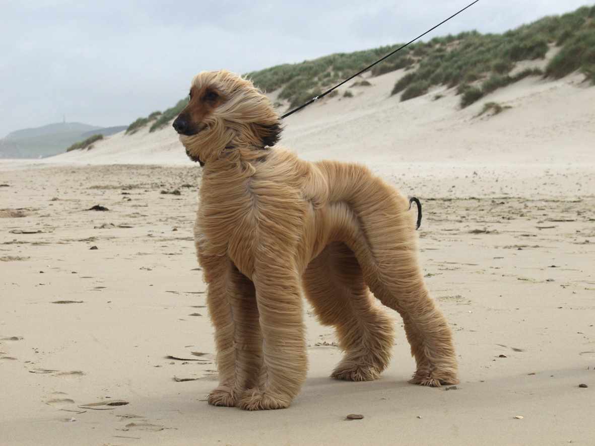 Drishaun Afghan Hounds - Lucy's Pups